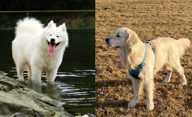 Golden Retriever a Samoyed - która rasa byłaby dla ciebie lepsza ...